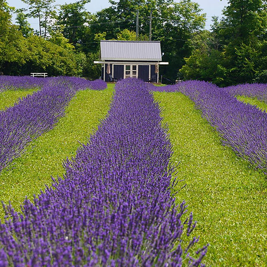 OUR LAVENDER – Terre Bleu